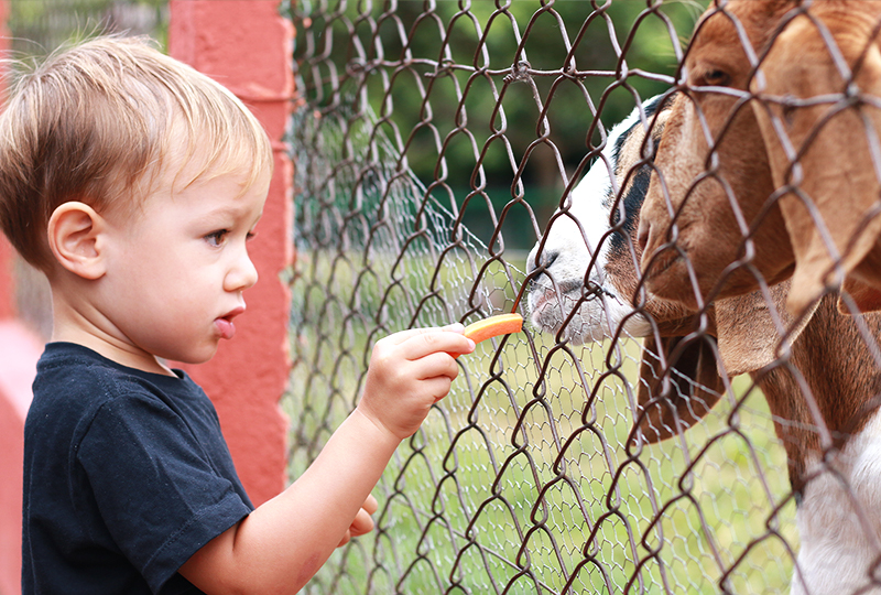 Fazendinha Azul – Espaço de desenvolvimento infantil